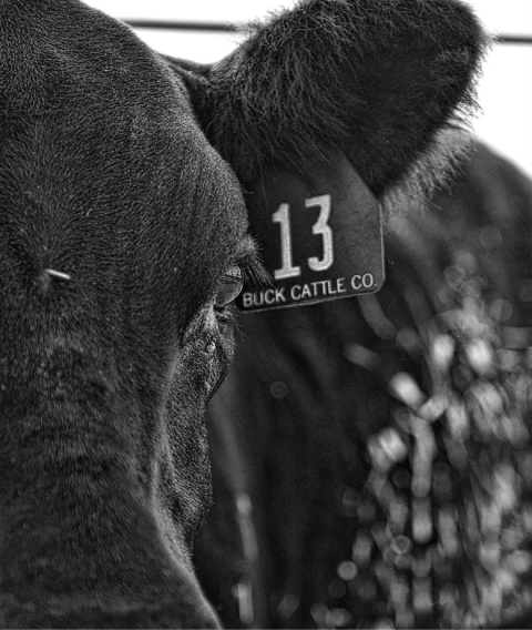 Home - test.buckcattle.com